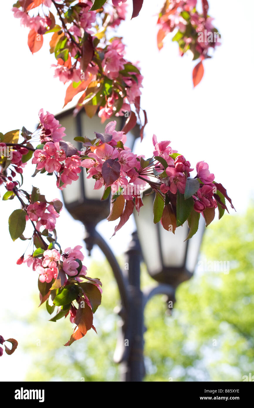Cherry tree and street lamp hi-res stock photography and images - Alamy