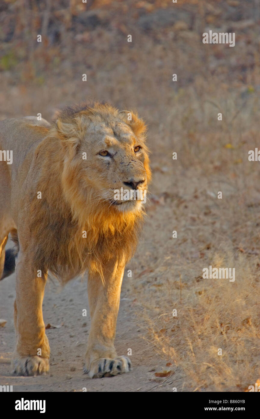 Prowl lion hi-res stock photography and images - Alamy