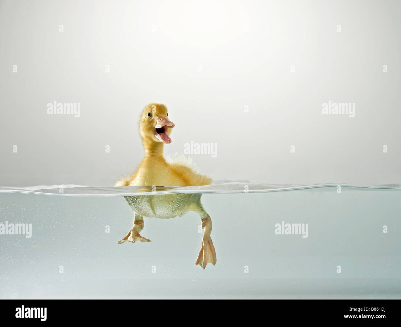 Domestic duck. Duckling swimming while quacking Studio picture, split ...