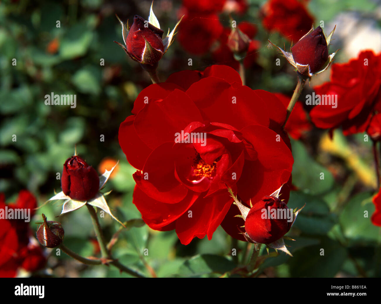 Full bloom red rose hi-res stock photography and images - Alamy