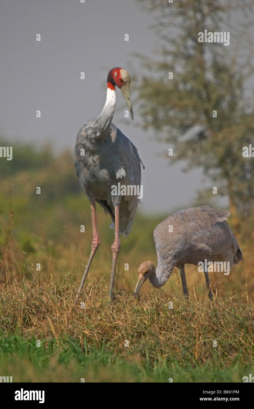 Adult and juvenile cranes feeding hi-res stock photography and images ...