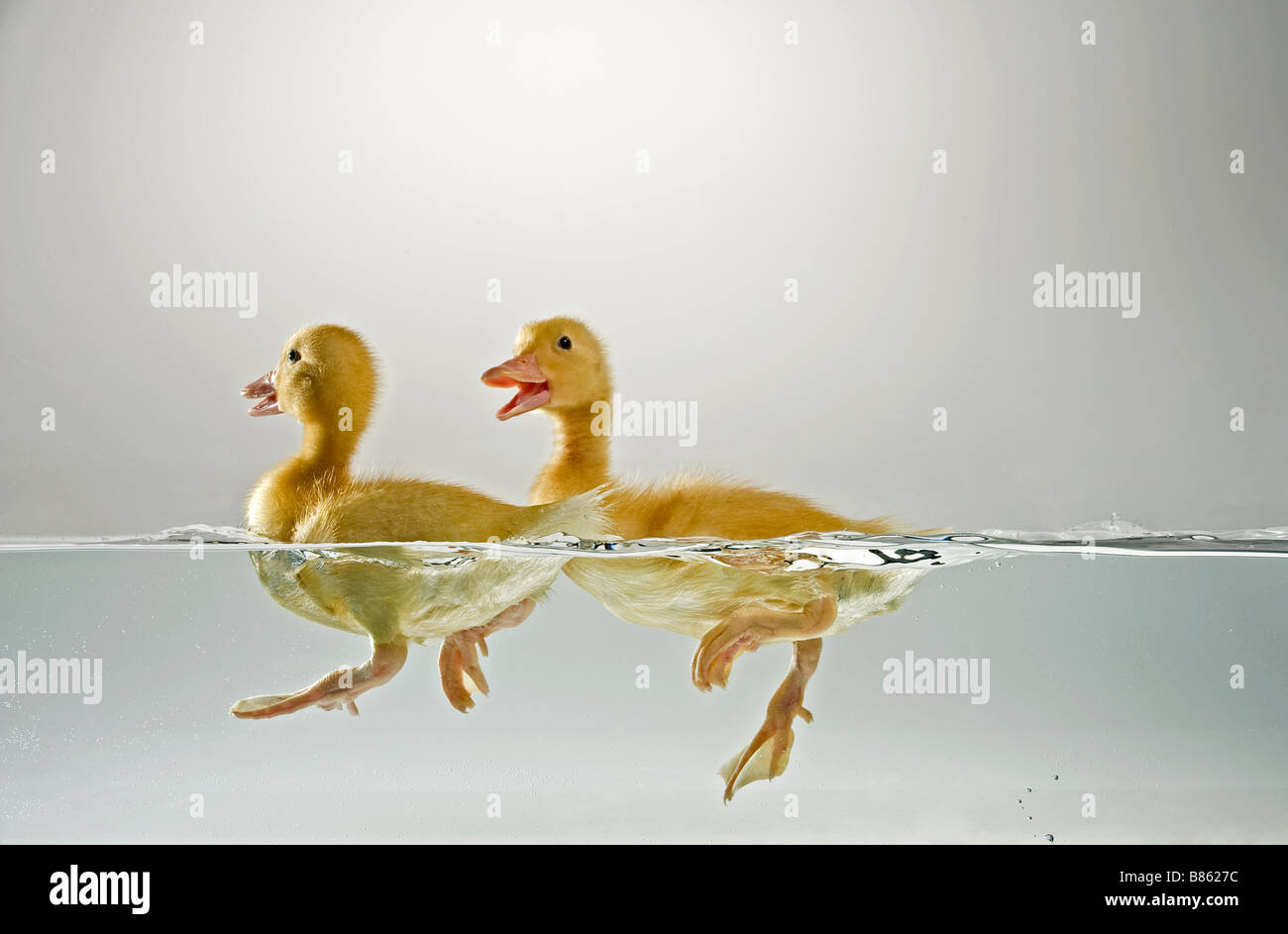 two ducklings - swimming Stock Photo - Alamy