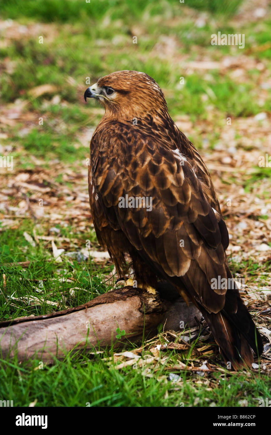 Buzzard falcon hi-res stock photography and images - Alamy