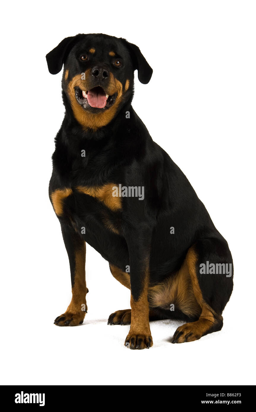 Rottweiler hi-res stock photography and images - Alamy