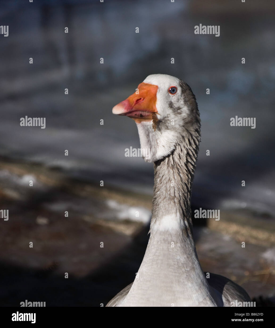 Strong willed goose looking directly into the camera Stock Photo - Alamy