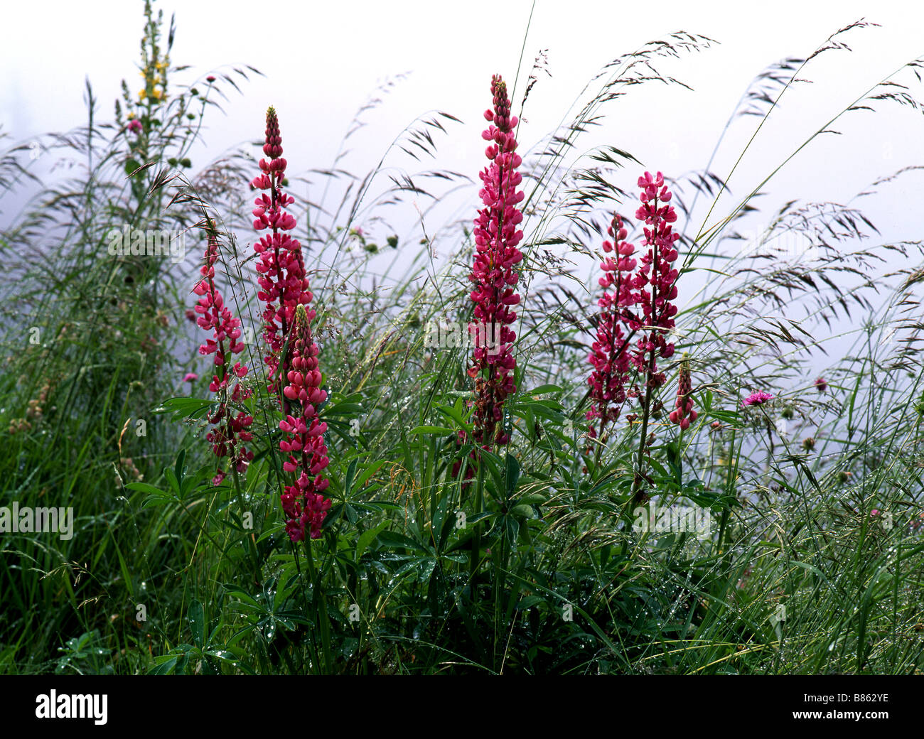 Lupinus polyphullus lupine wildflower green grass wet grass hi-res ...