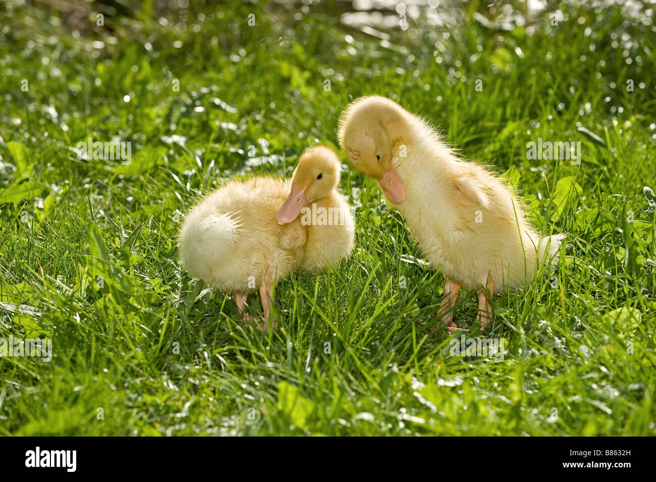 Ducklings on meadow hi-res stock photography and images - Alamy