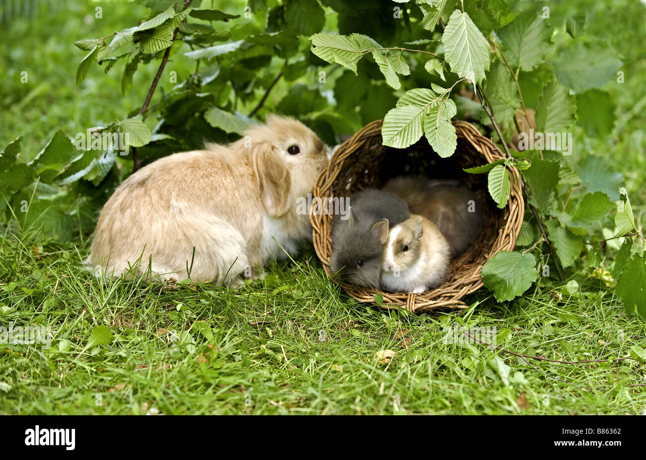 dwarf rabbit and cubs on meadow Stock Photo - Alamy