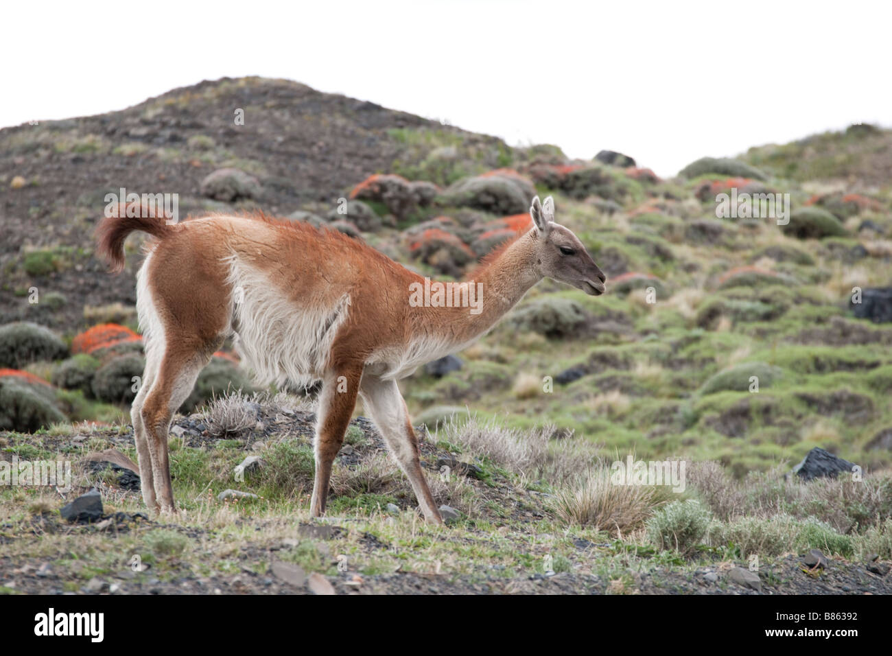Guanaco torres del paine hi-res stock photography and images - Alamy