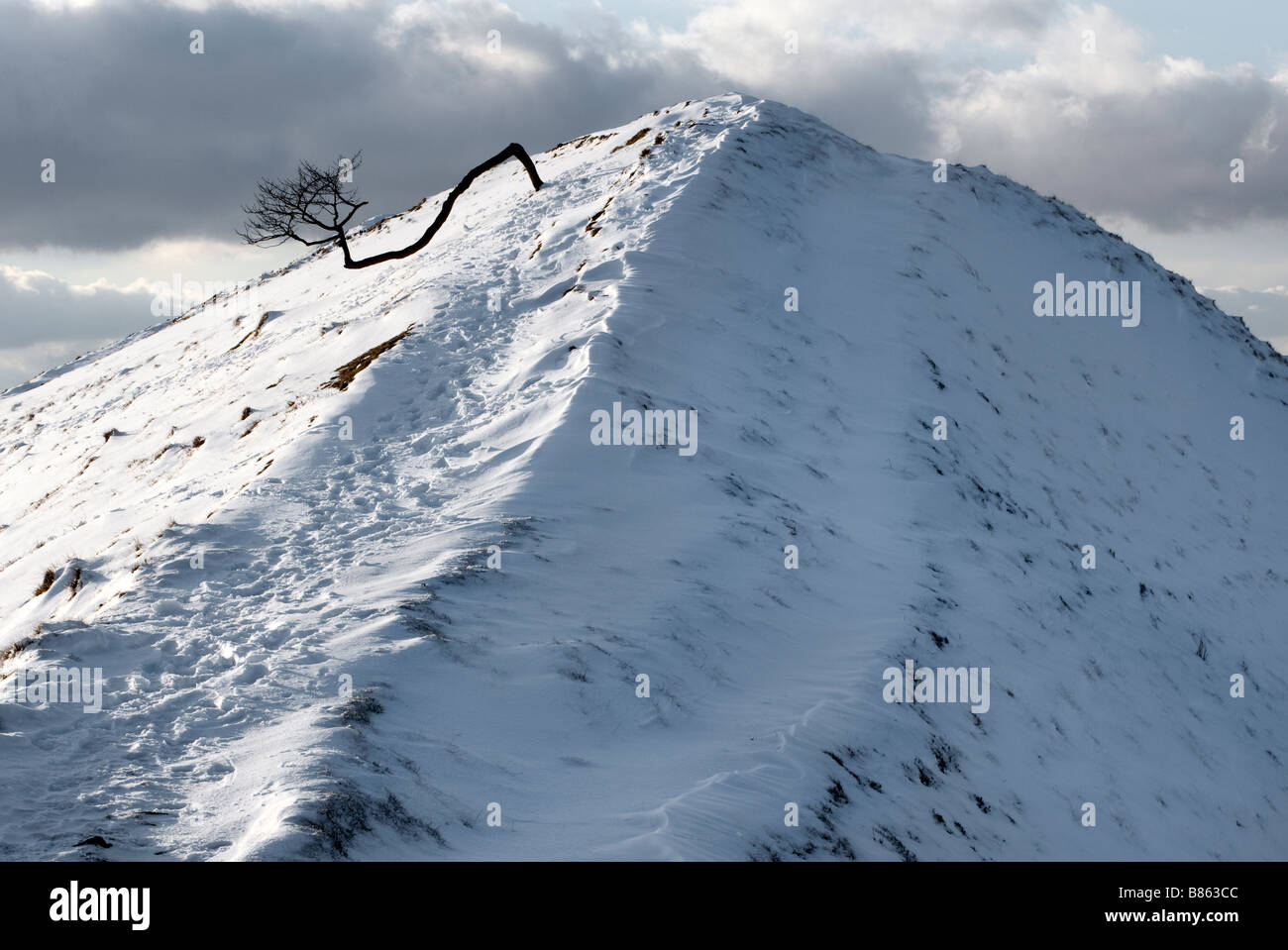 Distorted tree hi-res stock photography and images - Alamy