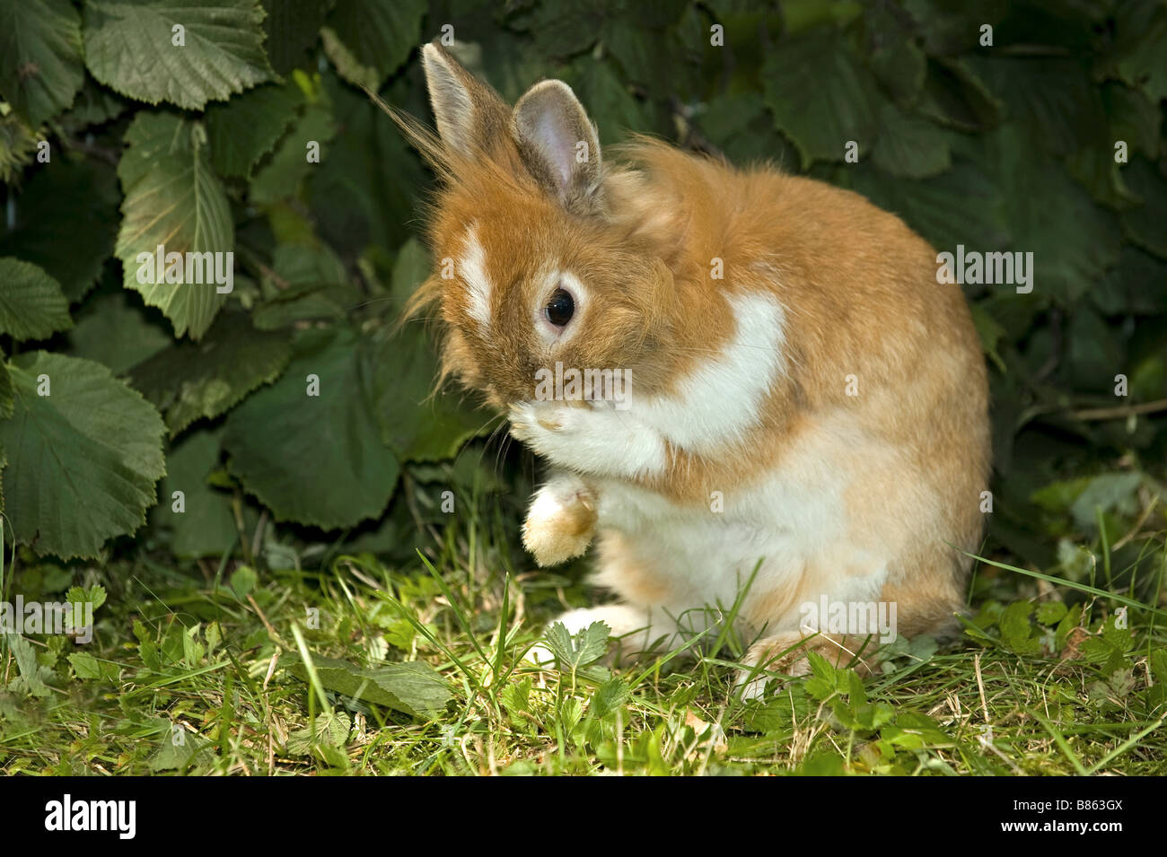 Lion-headed dwarf rabbit grooming itself Stock Photo - Alamy