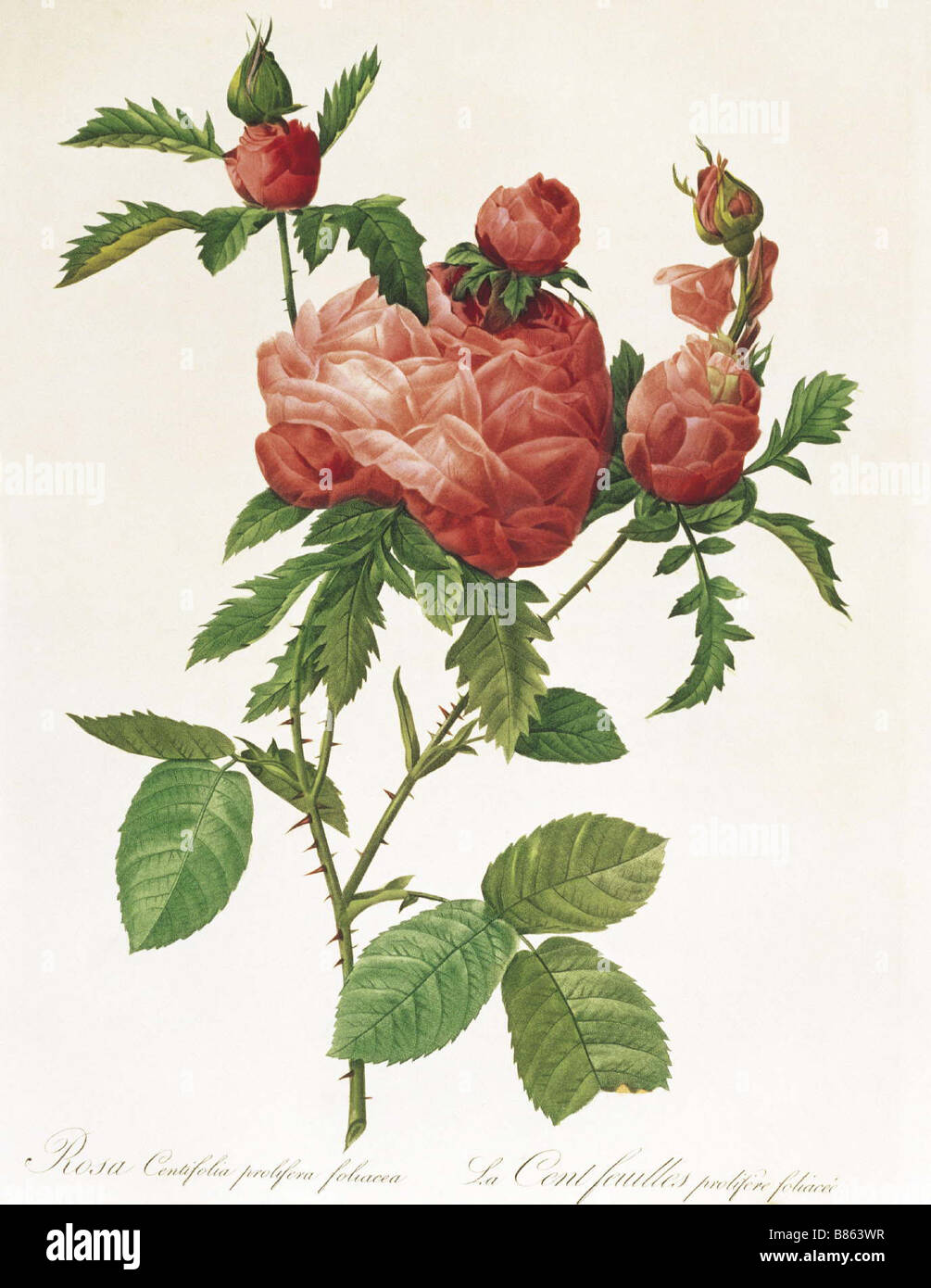 Redoute, Rosa Centifolia Prolifera Foliacea Stock Photo - Alamy