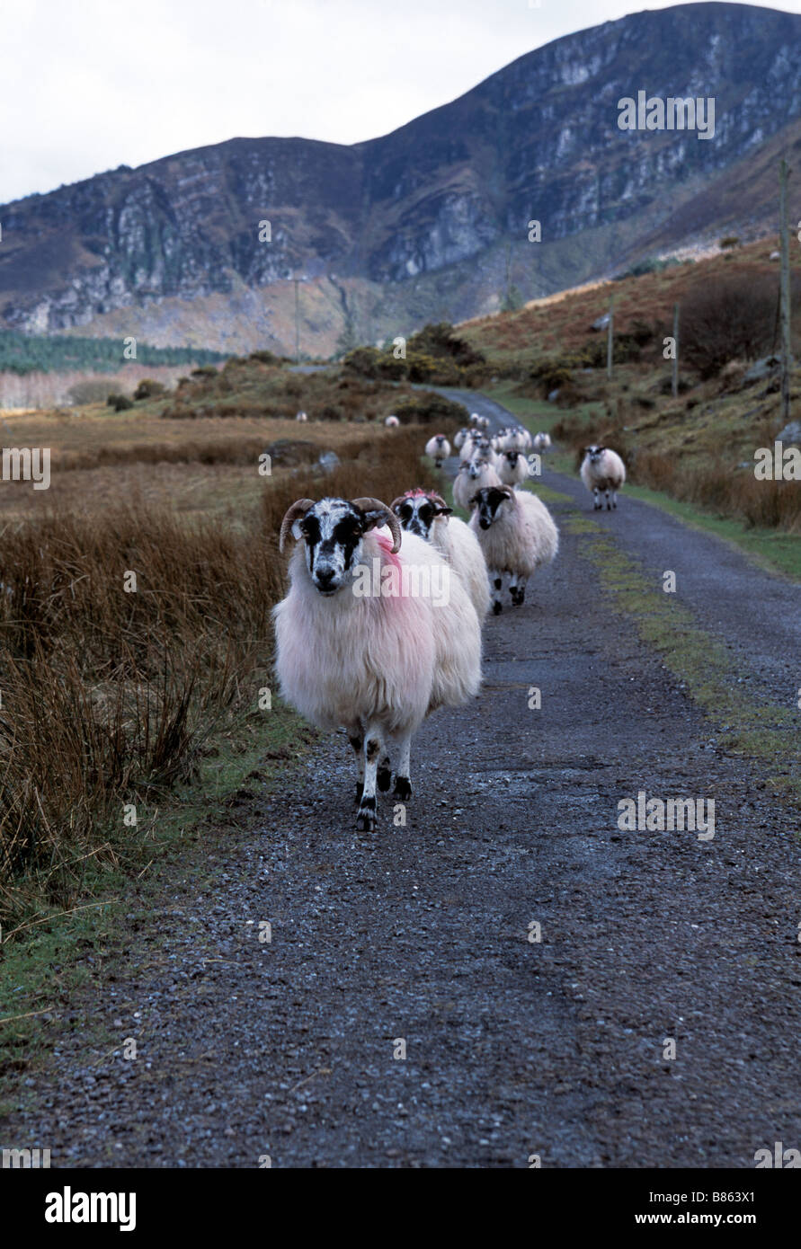 flock of sheep walking up an irish mountain pass under the shadows of a ...