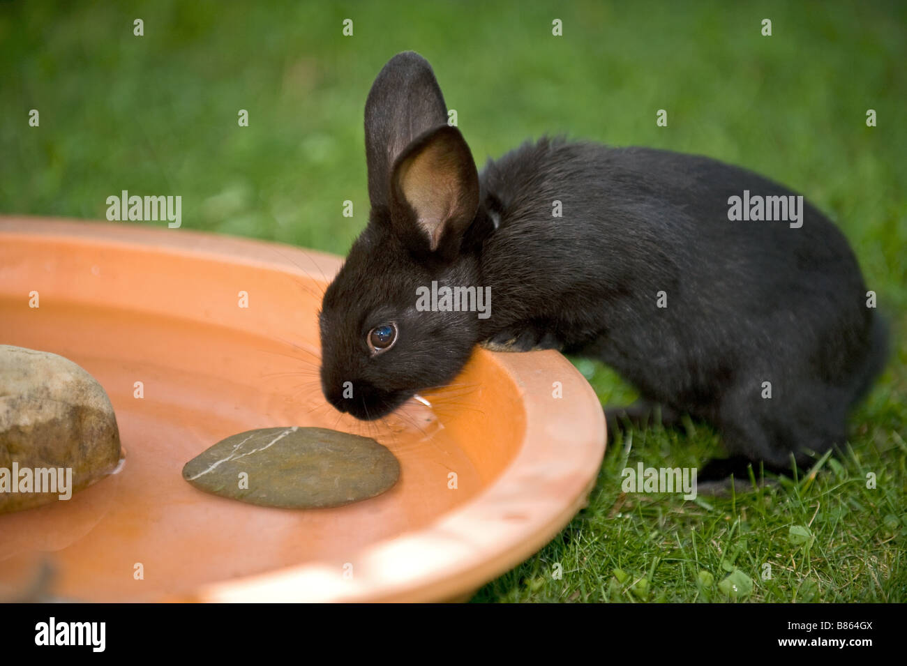 Black water rabbit hi-res stock photography and images - Alamy