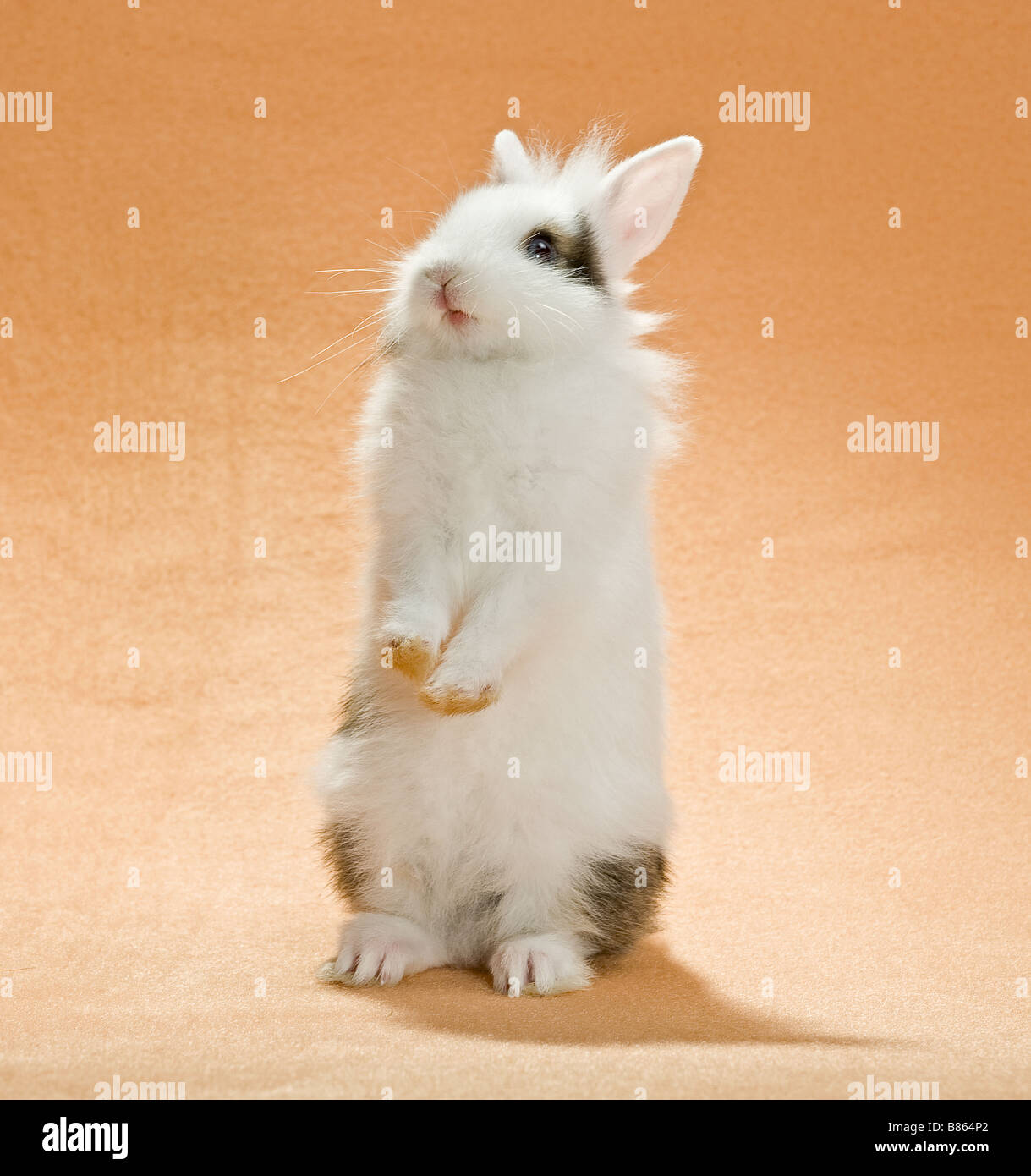 dwarf rabbit - cut out Stock Photo - Alamy