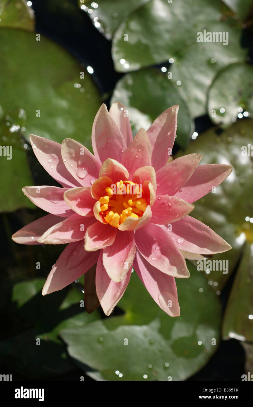 Colorado Water Lilies Wallpapers Lily Pond With Flowering Water Lilies