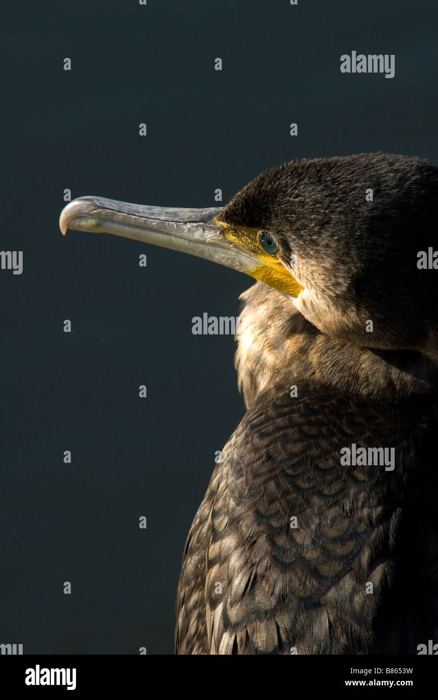Portrait of Cormorant in profile Stock Photo - Alamy