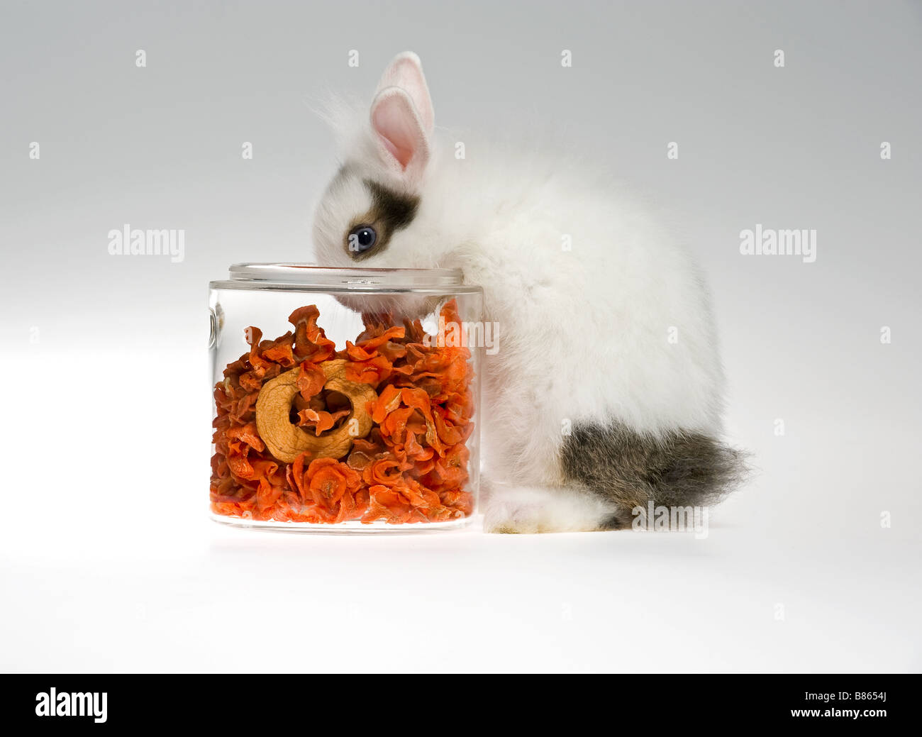 young dwarf rabbit at fodder Stock Photo - Alamy