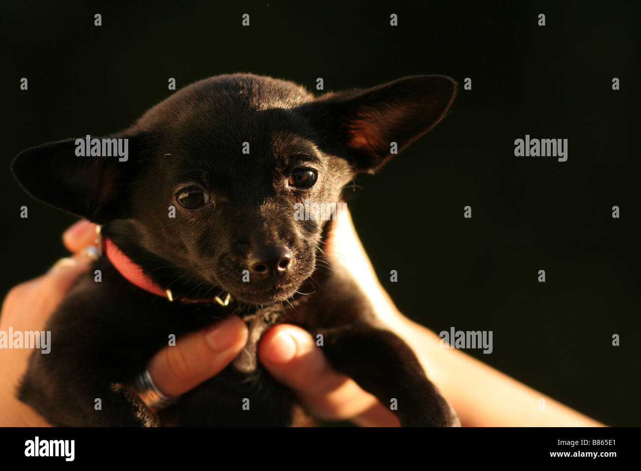 Female chihuahua hi-res stock photography and images - Alamy