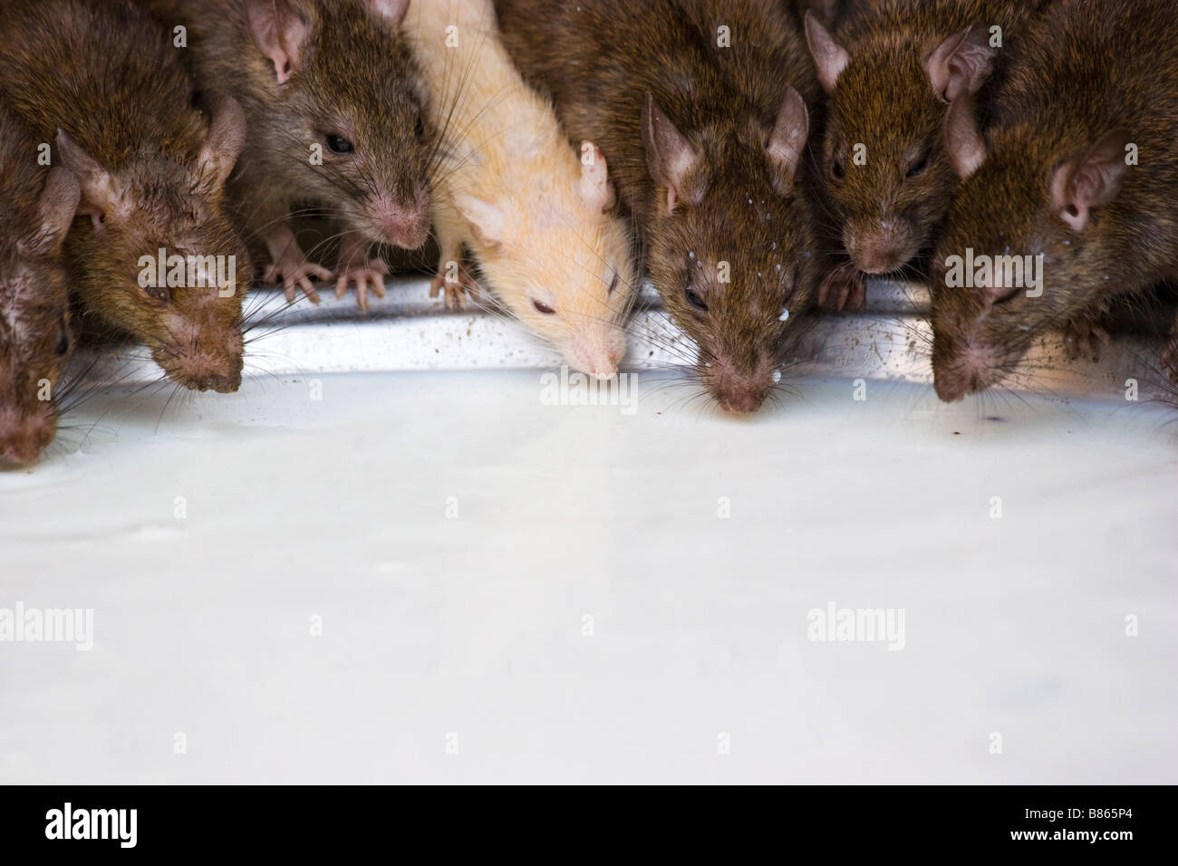 Rats drink milk Karni Mata Temple Deshnok Rajasthan India Stock Photo ...