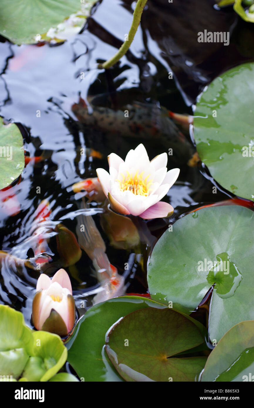 Fragrant water lily hi-res stock photography and images - Alamy