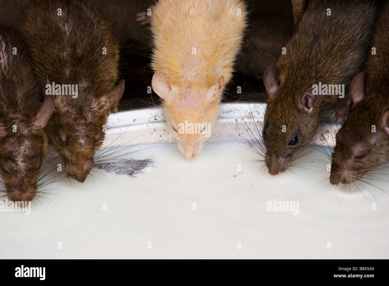 Rats drink milk Karni Mata Temple Deshnok Rajasthan India Stock Photo ...