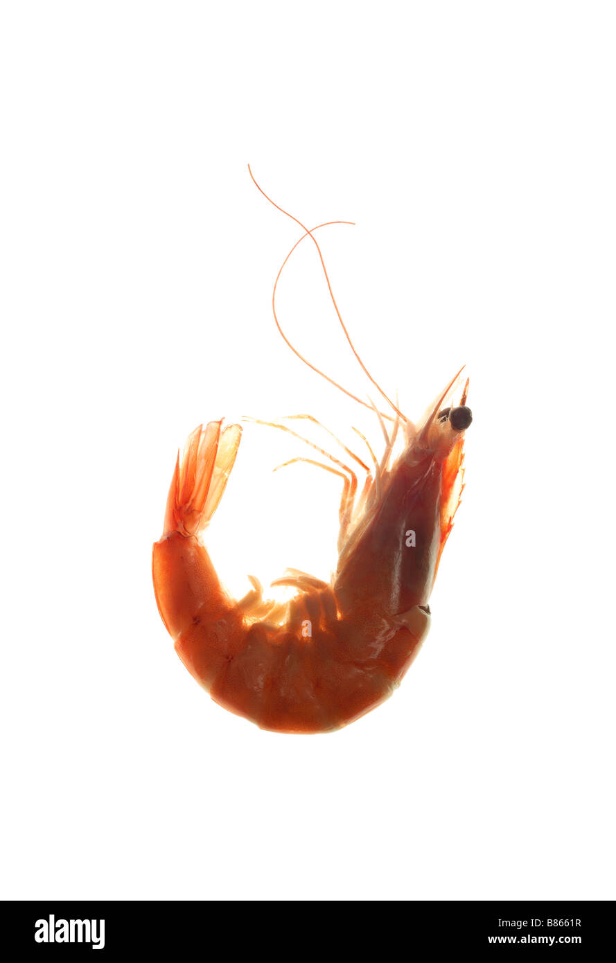 Shrimp animal Cut Out Stock Images & Pictures - Alamy
