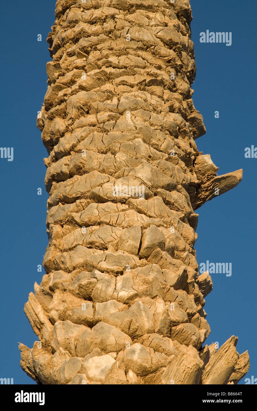 Palm tree closeup Stock Photo - Alamy
