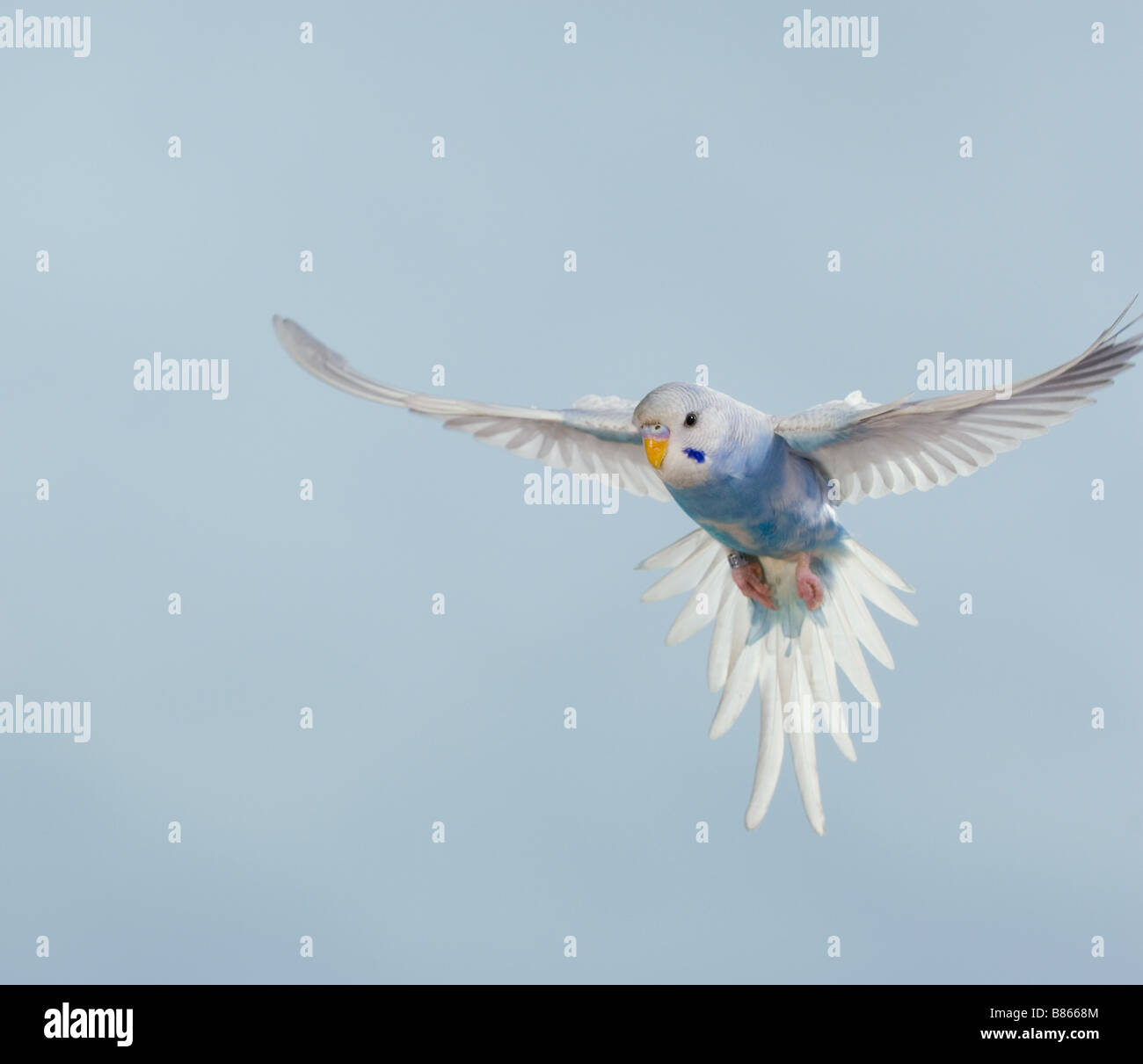 Budgerigar flying melopsittacus undulatus hi-res stock photography and ...