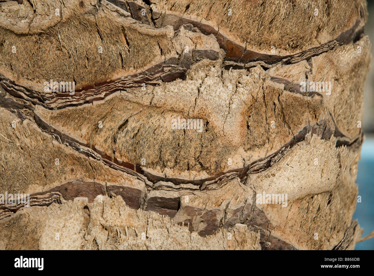 Palm tree closeup Stock Photo - Alamy