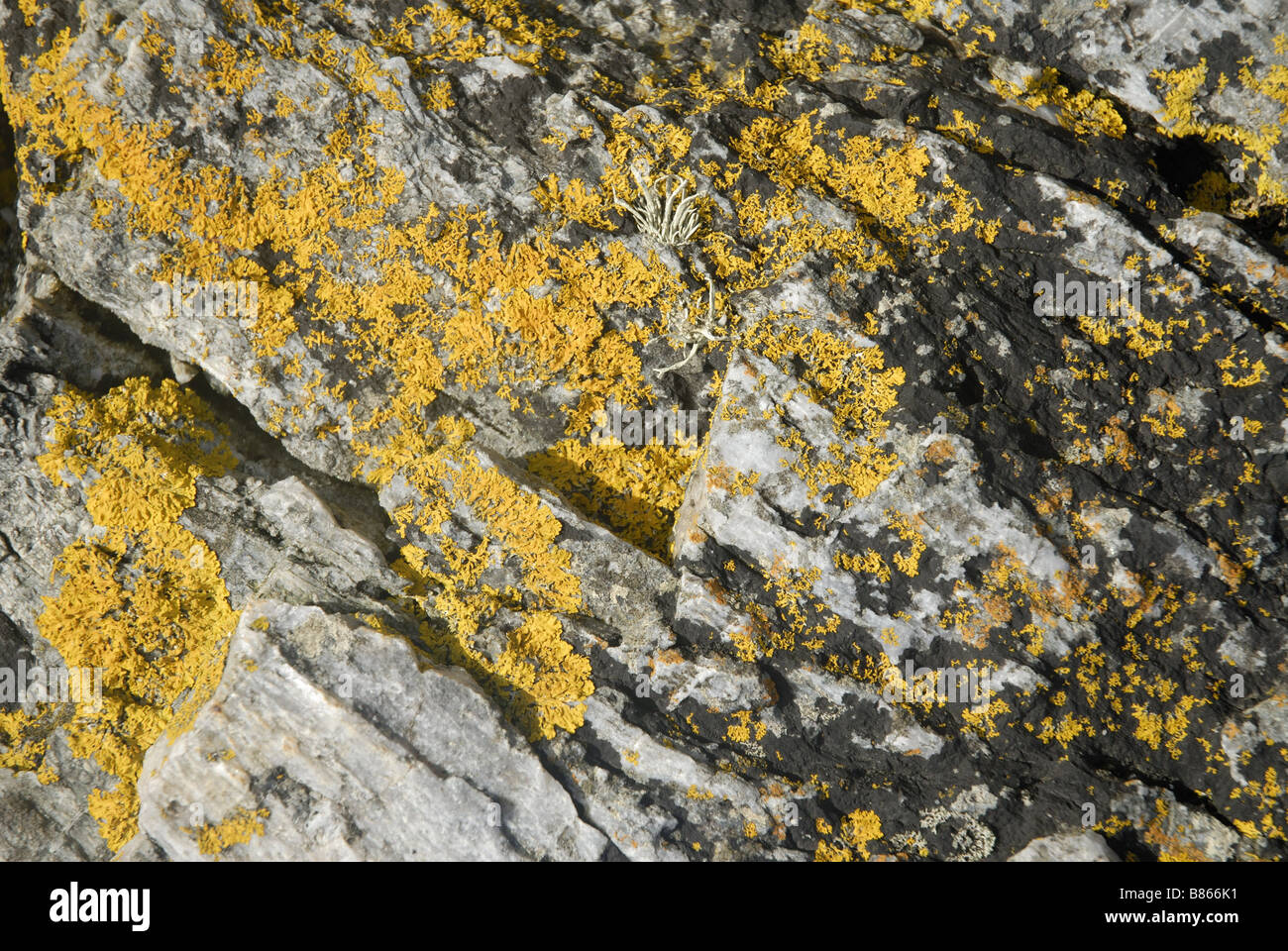 Lichen on a rock, Belle-Île-en-Mer, France Stock Photo - Alamy