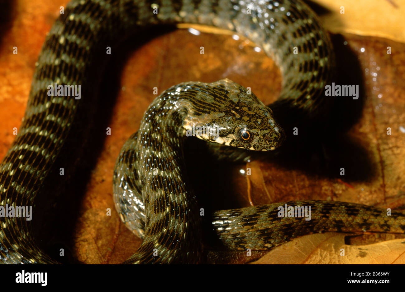Serpiente viperina hi-res stock photography and images - Alamy