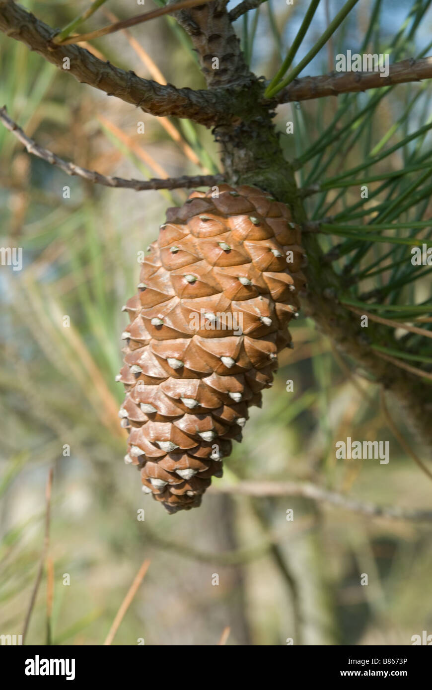 Pine cone, closeup Stock Photo - Alamy