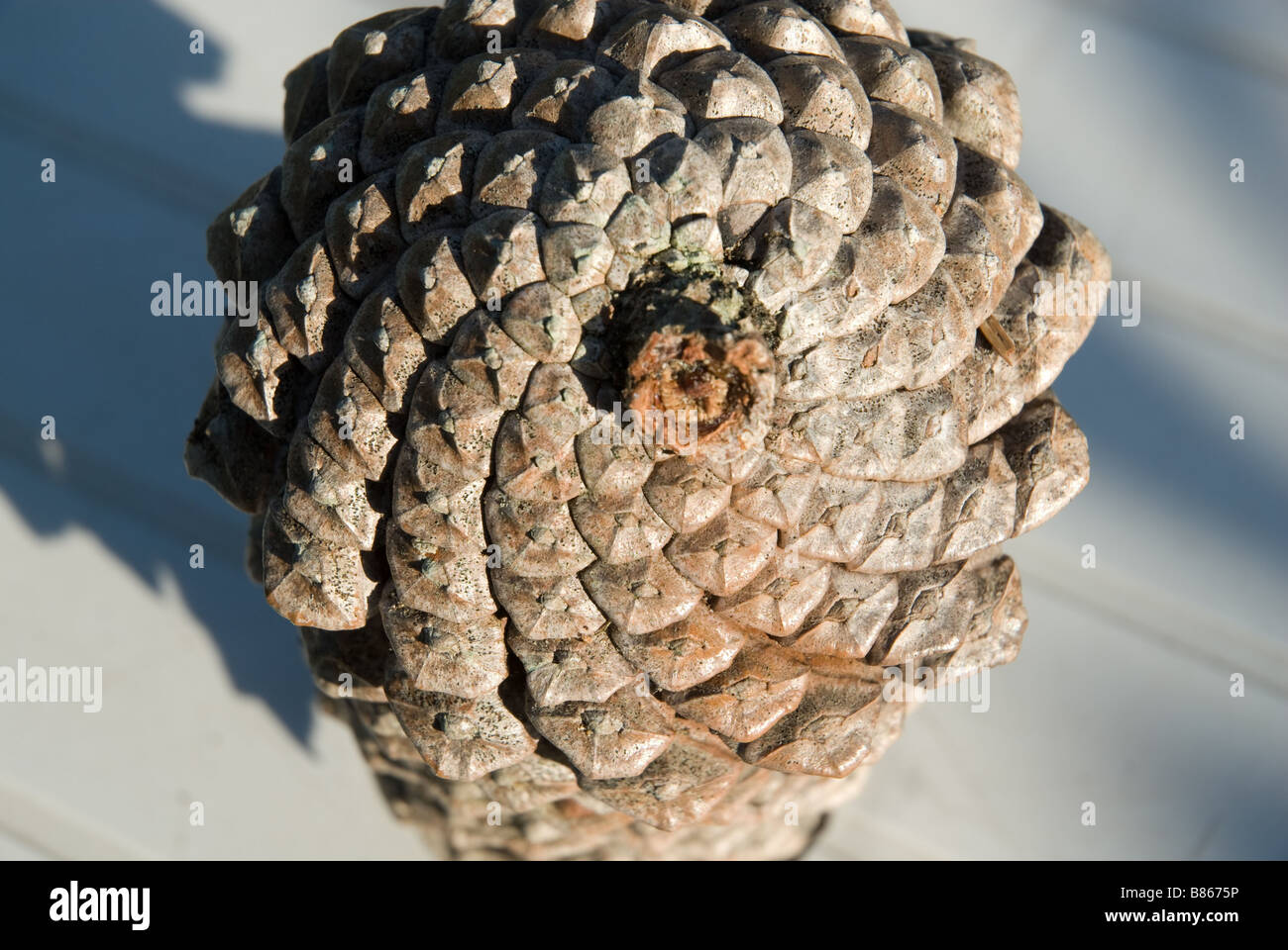 Pine cone, closeup Stock Photo - Alamy