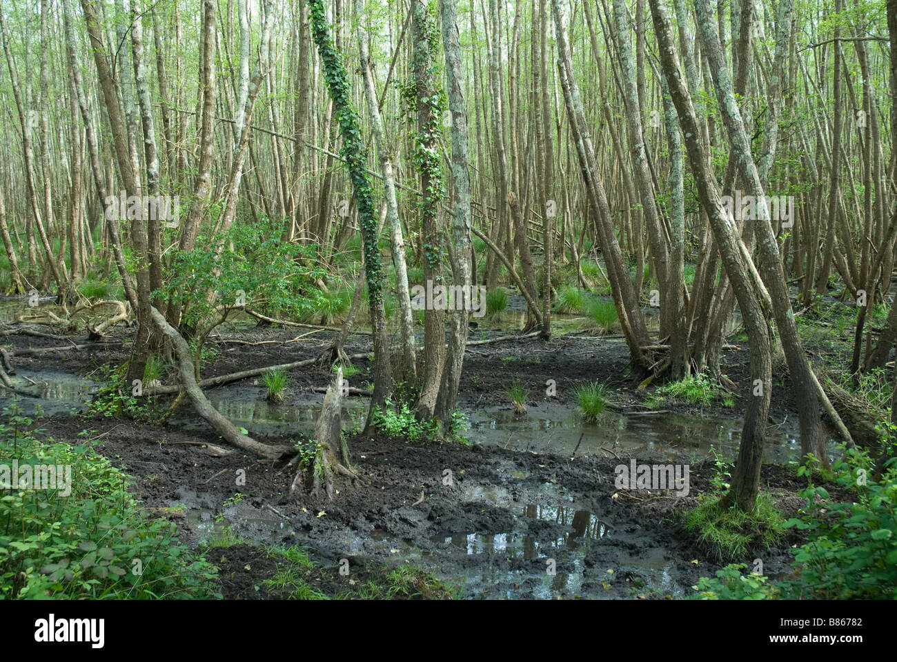 Swamp in the Foret de Coubre, France Stock Photo - Alamy