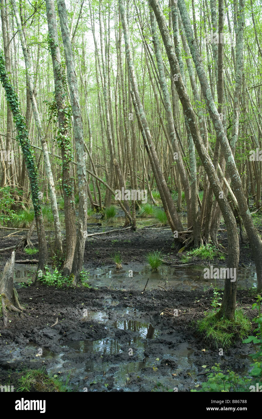 Swamp in the Foret de Coubre, France Stock Photo - Alamy
