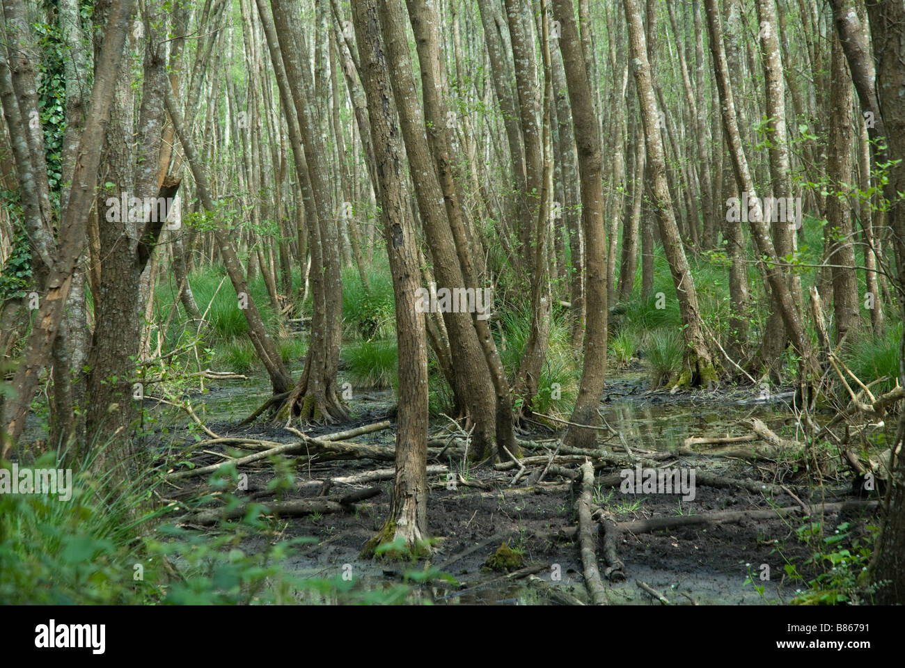 Swamp in the Foret de Coubre, France Stock Photo - Alamy