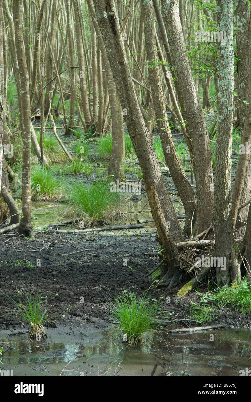 Swamp in the Foret de Coubre, France Stock Photo - Alamy