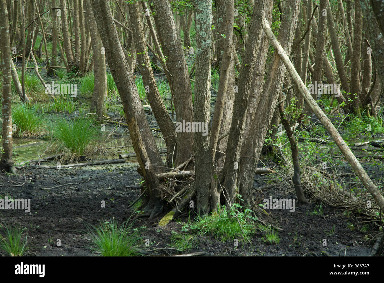 Swamp in the Foret de Coubre, France Stock Photo - Alamy