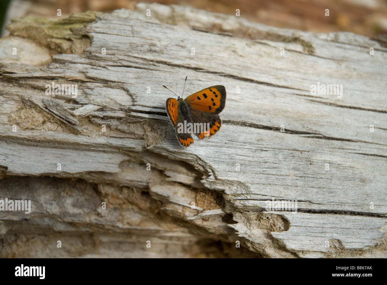 Butterfly on a tree hi-res stock photography and images - Alamy