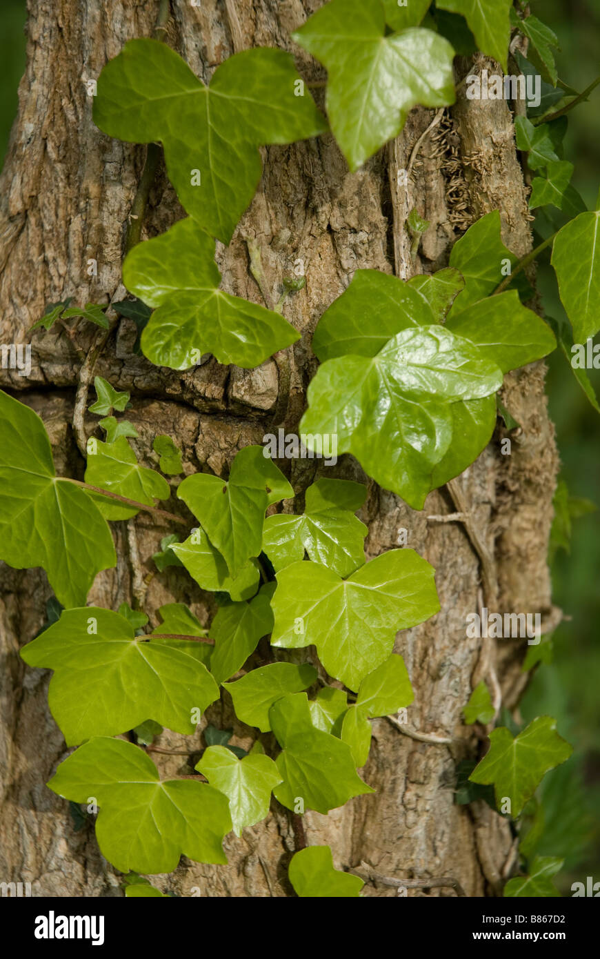 Ivy on the tree hi-res stock photography and images - Alamy