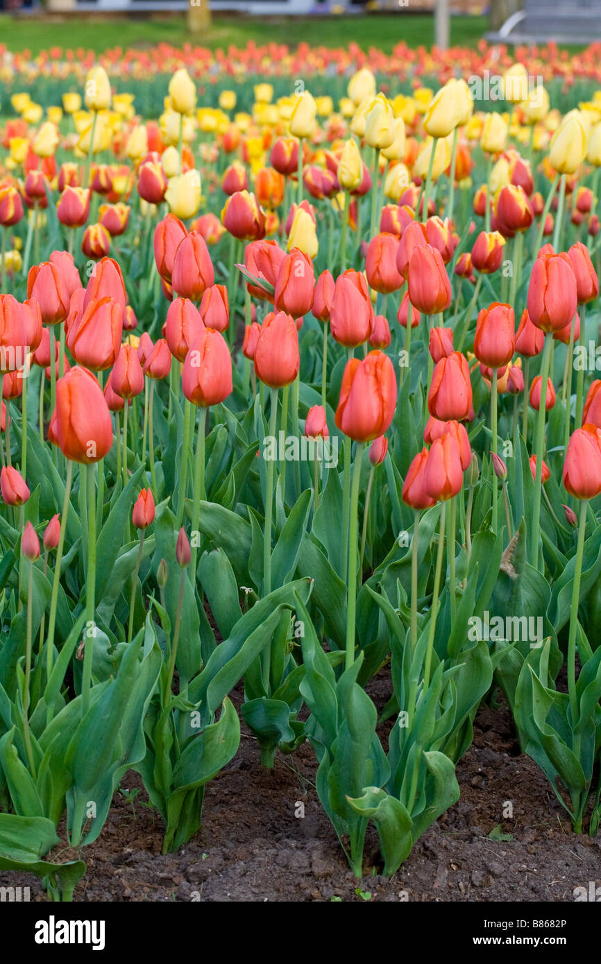 Many colored tulips hi-res stock photography and images - Alamy