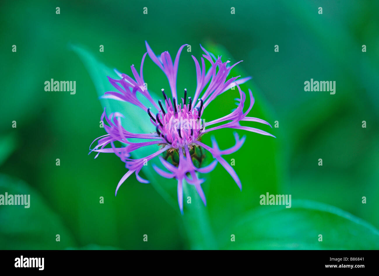 Close up picture of the Centaurea montana Mountain Bluet Stock Photo ...
