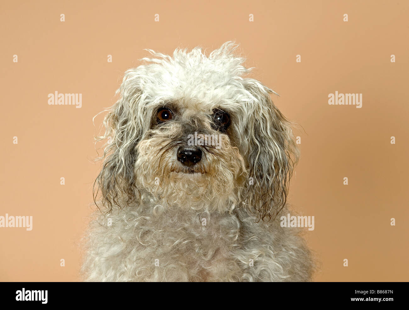 half breed dog - portrait Stock Photo - Alamy