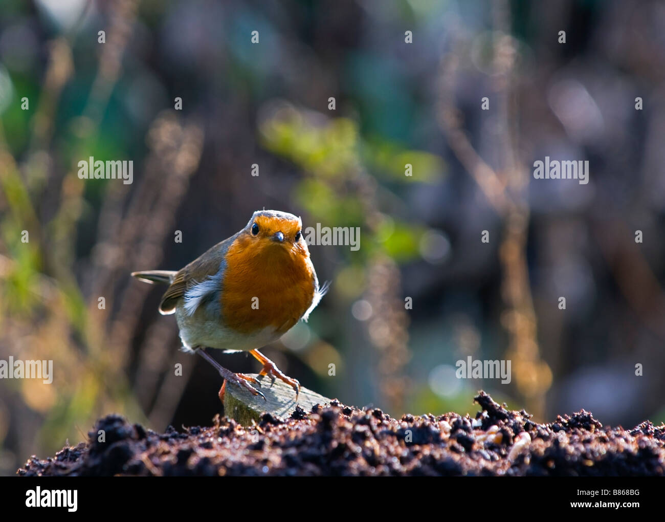 A Robin on a feeding table Stock Photo - Alamy