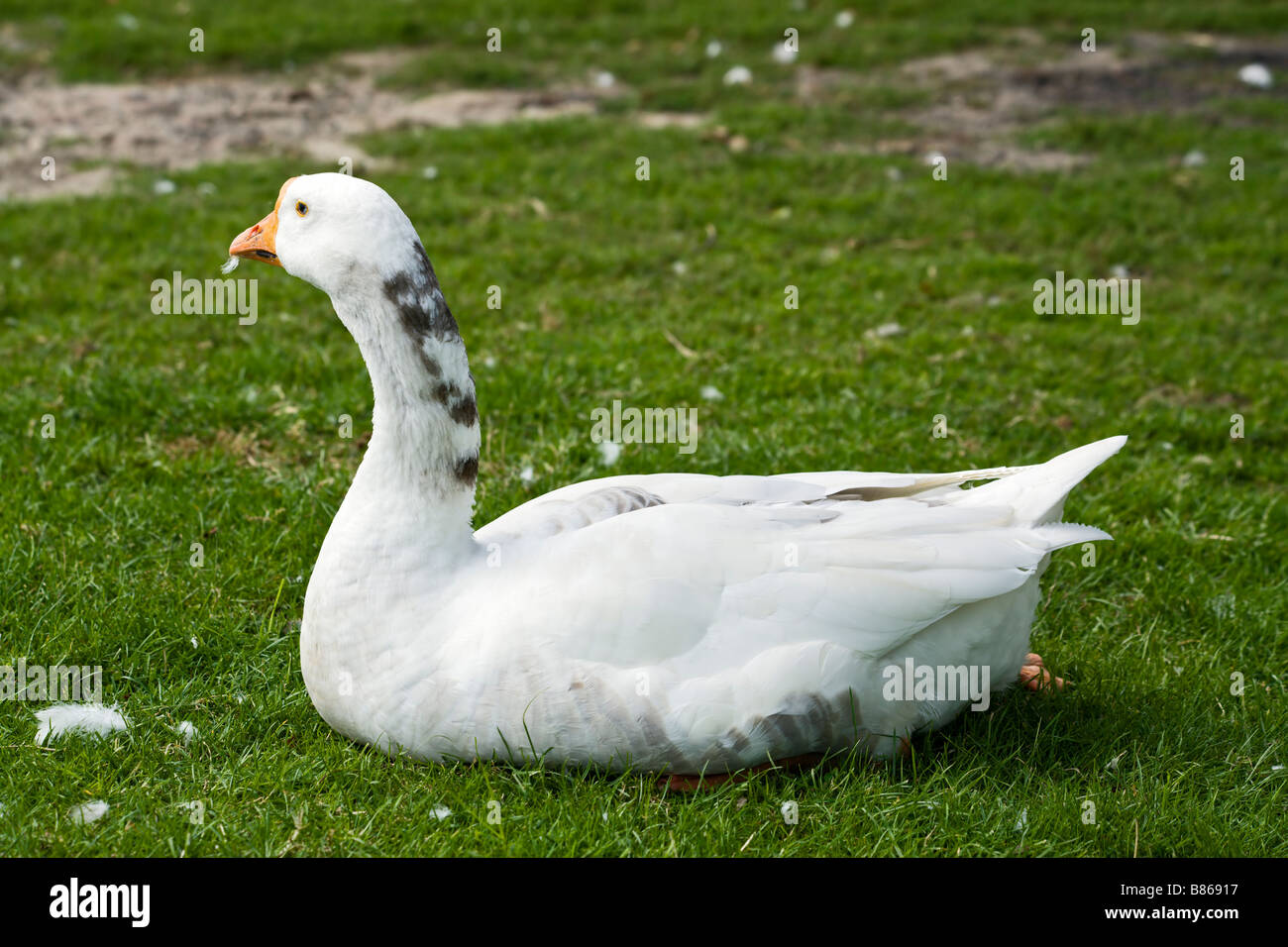 white domestic goose sitting on lawn Stock Photo - Alamy