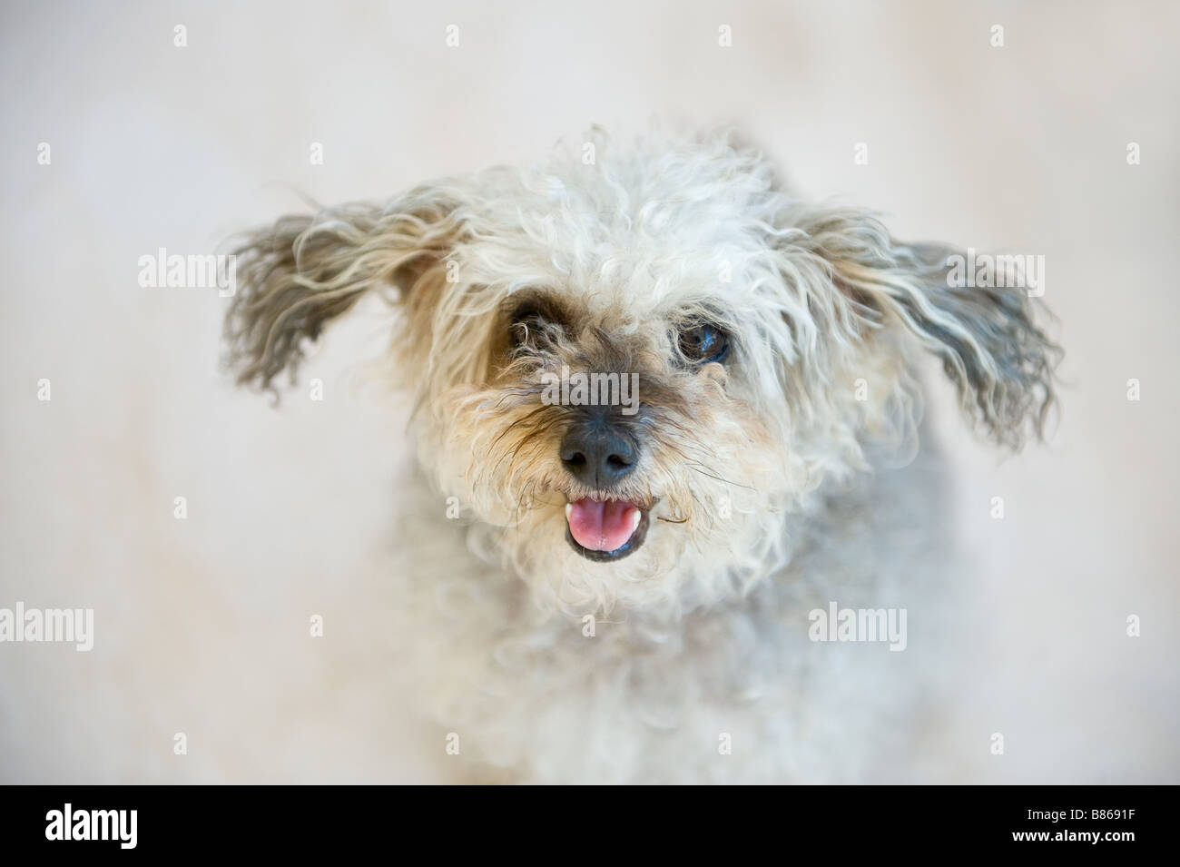 half breed dog - portrait Stock Photo - Alamy