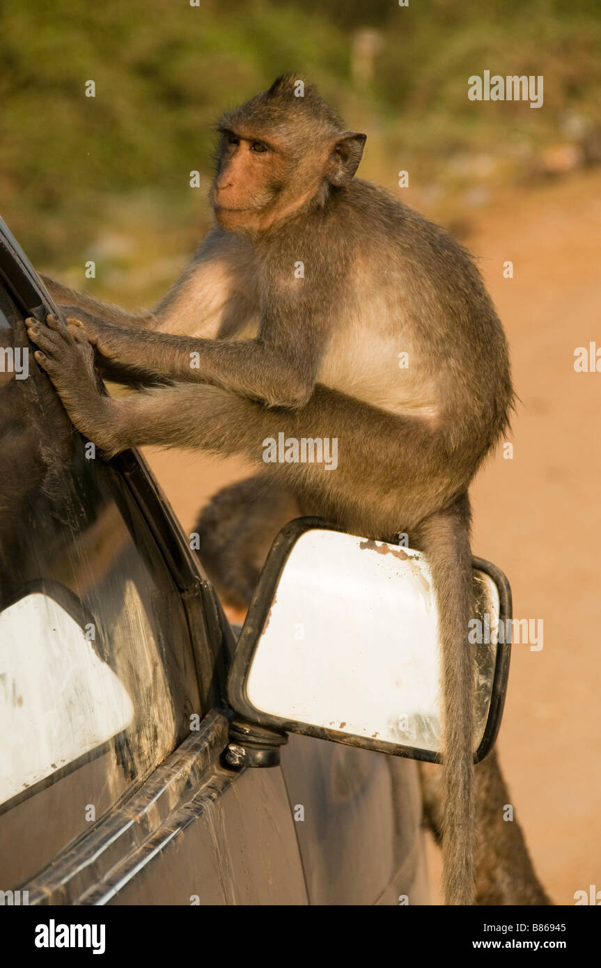 monkey riding on a car mirror in Bangkok Thailand Stock Photo - Alamy