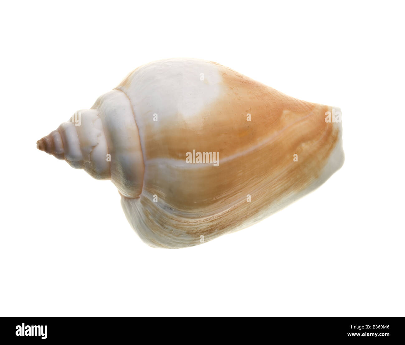 Seashell isolated on white background Stock Photo - Alamy
