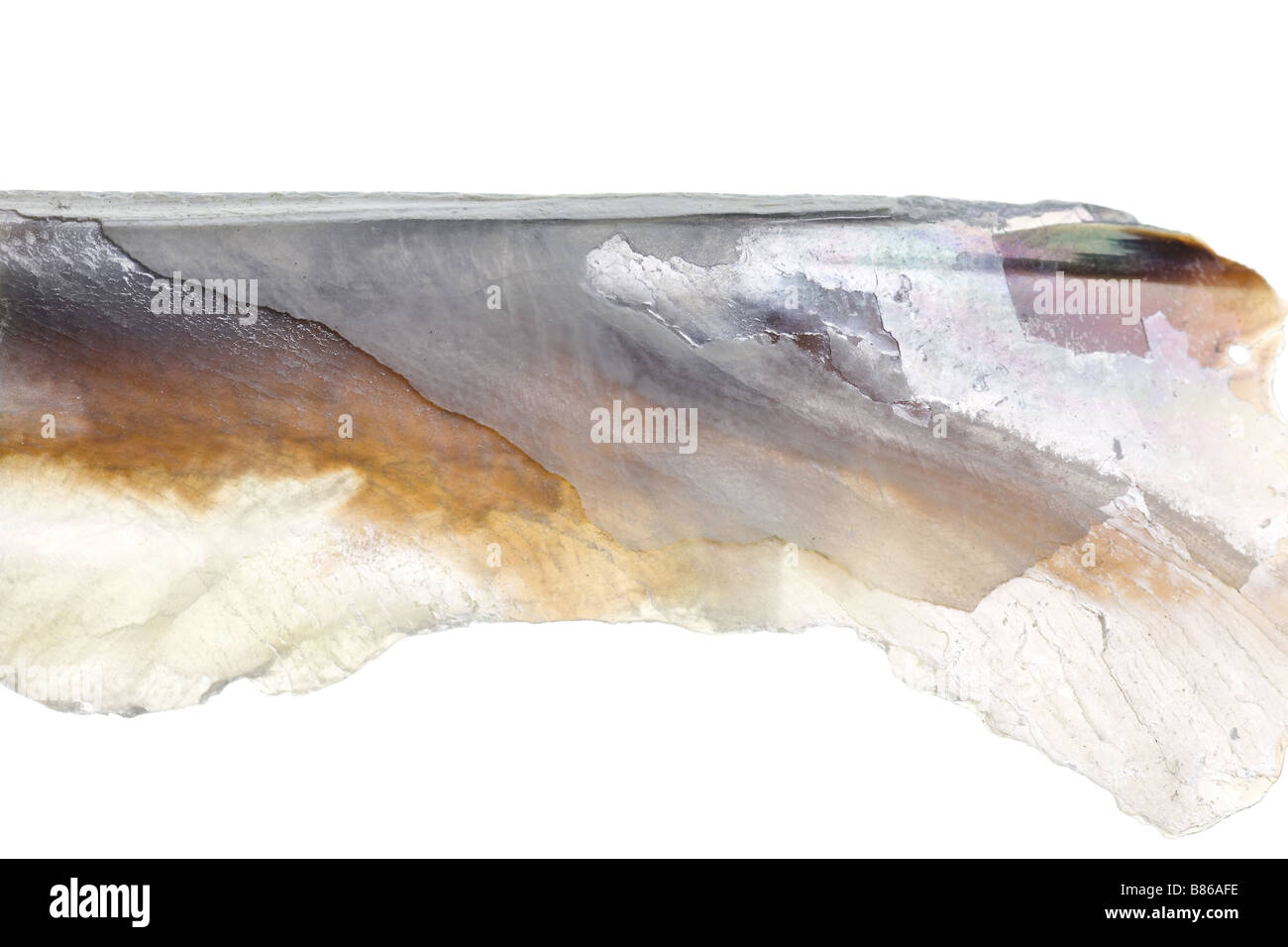 abalone shell texture shot with macro lens Stock Photo - Alamy